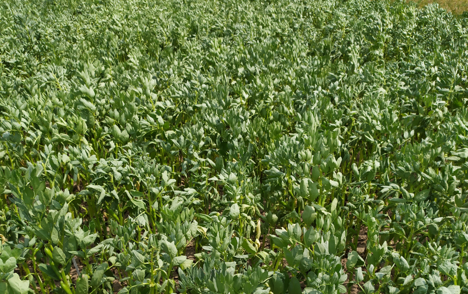 Bobik Hodowla Roślin STRZELCE - Krajowe Dni Pola 2023