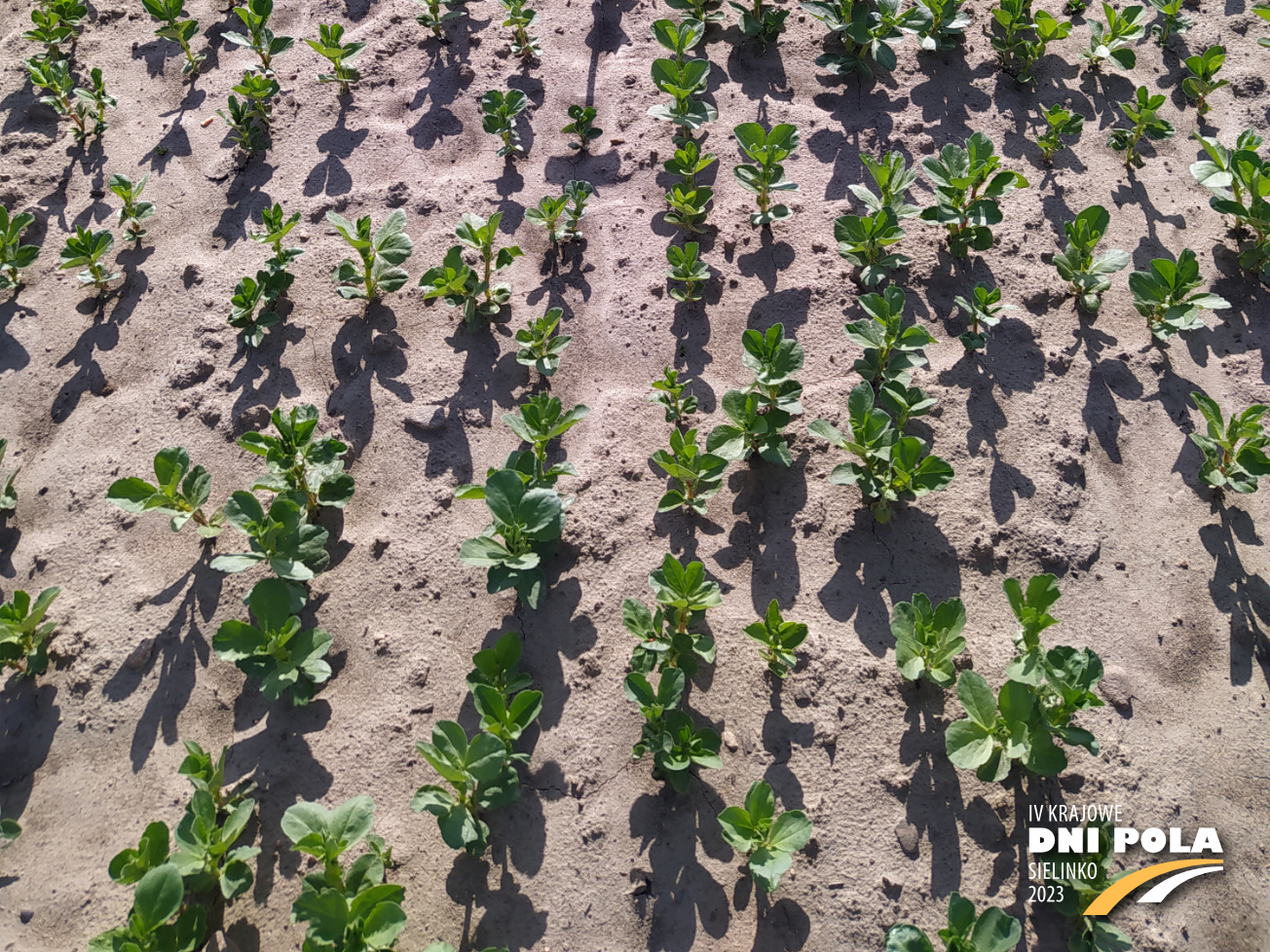 Bobik GRANIT - Krajowe Dni Pola 2023