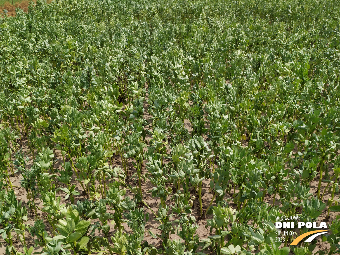 Bobik GRANIT - Krajowe Dni Pola 2023