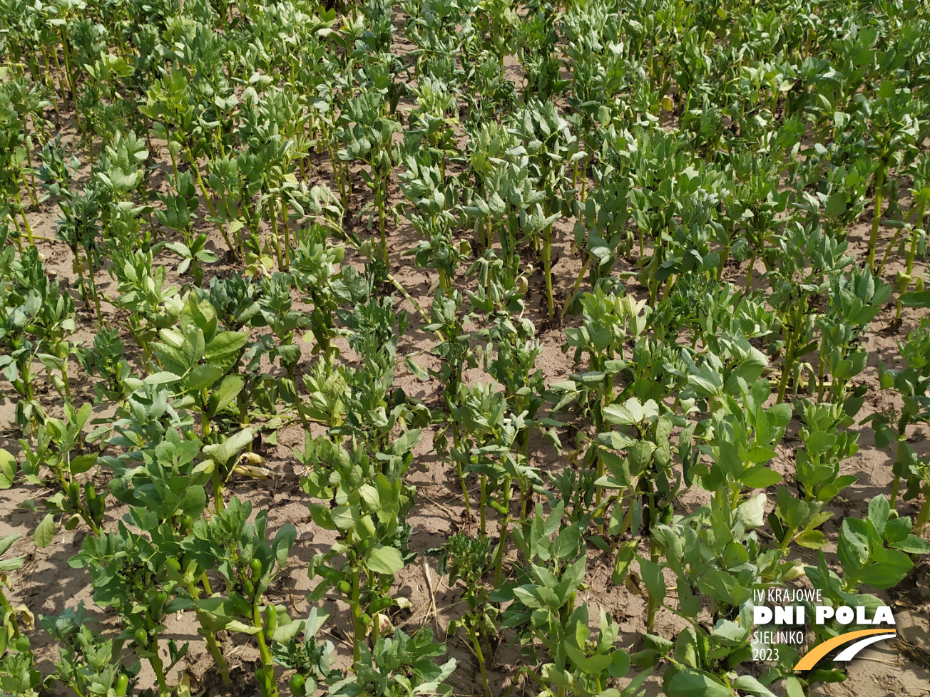 Bobik GRANIT - Krajowe Dni Pola 2023