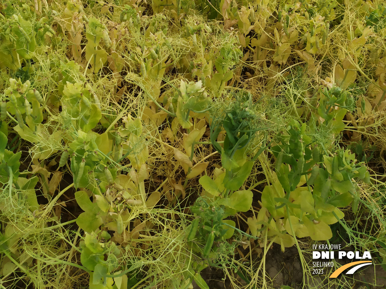 Groch jary NEMO - Krajowe Dni Pola 2023