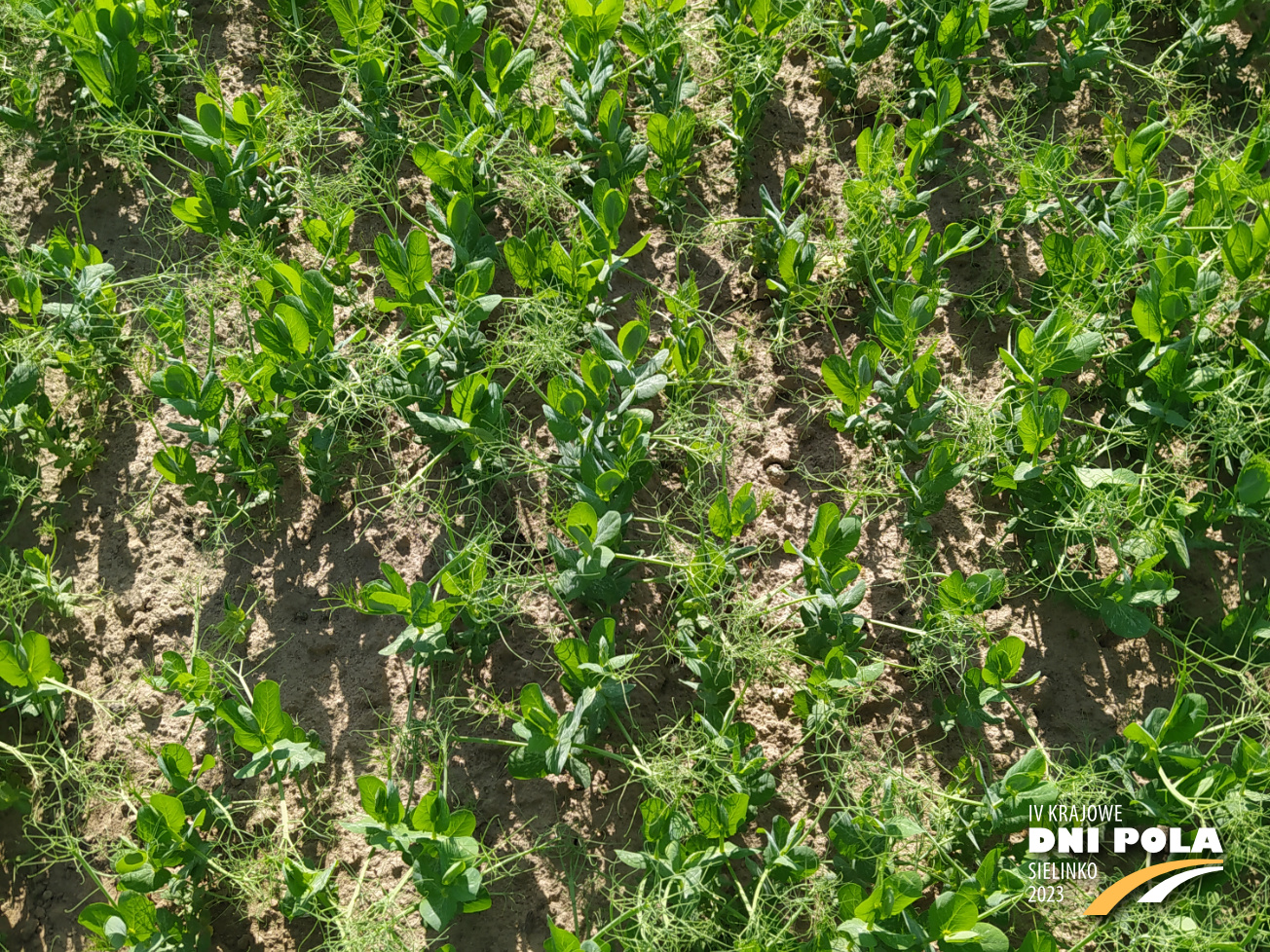 Groch jary NEMO - Krajowe Dni Pola 2023