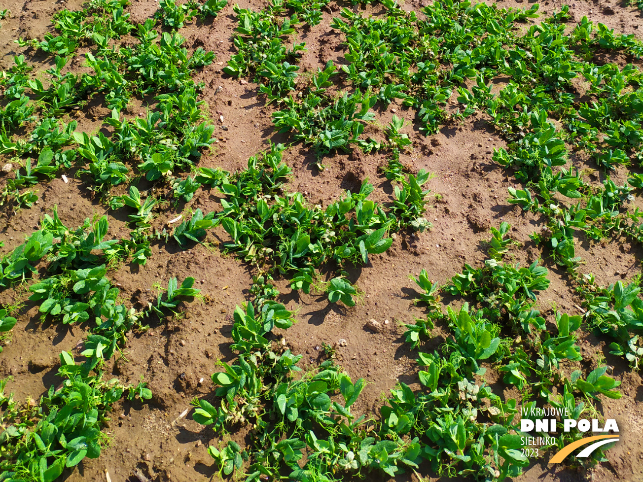 Groch ozimy DEXTER - Krajowe Dni Pola 2023