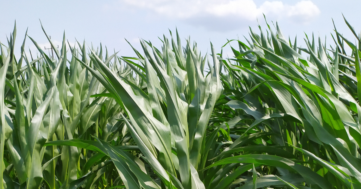 Kukurydza GRIGRI CS - Krajowe Dni Pola 2023