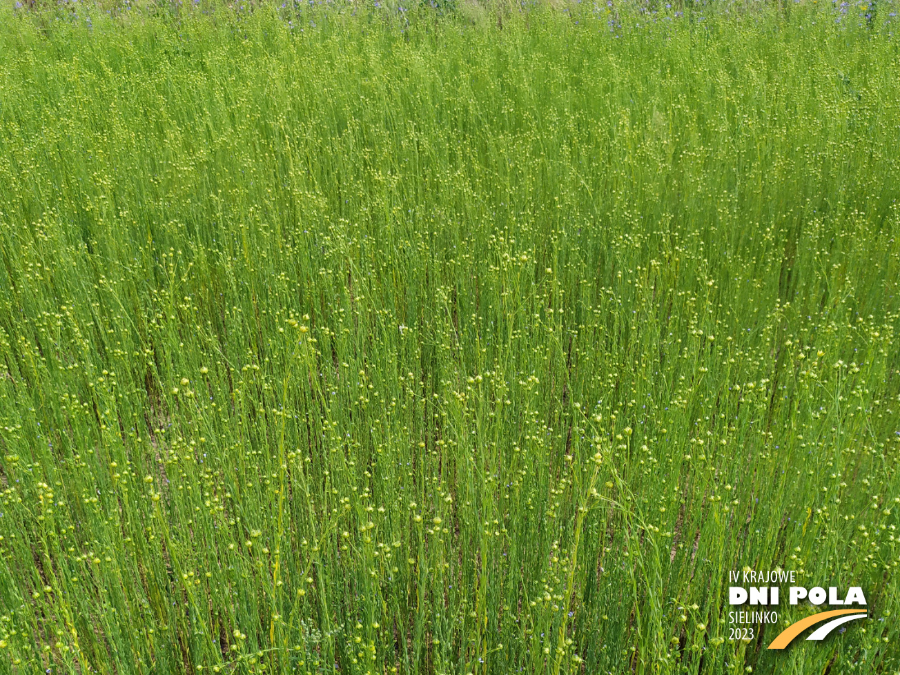 Len zwyczajny HERA - Krajowe Dni Pola 2023