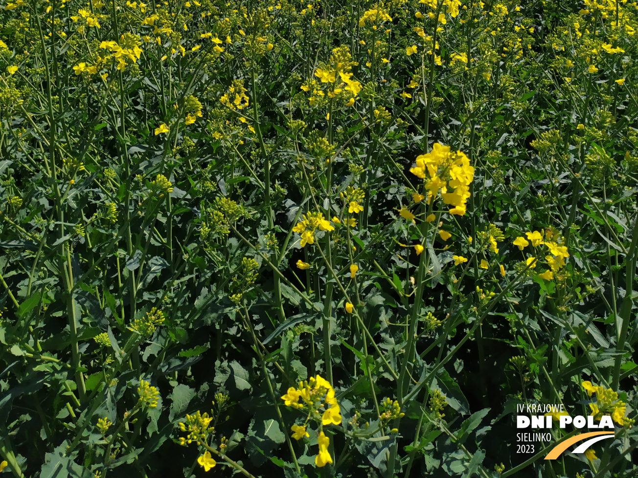 Rzepak ozimy LG ARTEMIS - Krajowe Dni Pola 2023