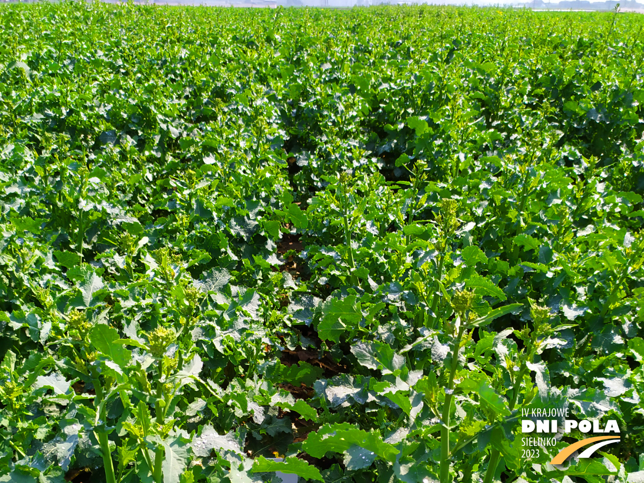 Rzepak ozimy LG ARTEMIS - Krajowe Dni Pola 2023