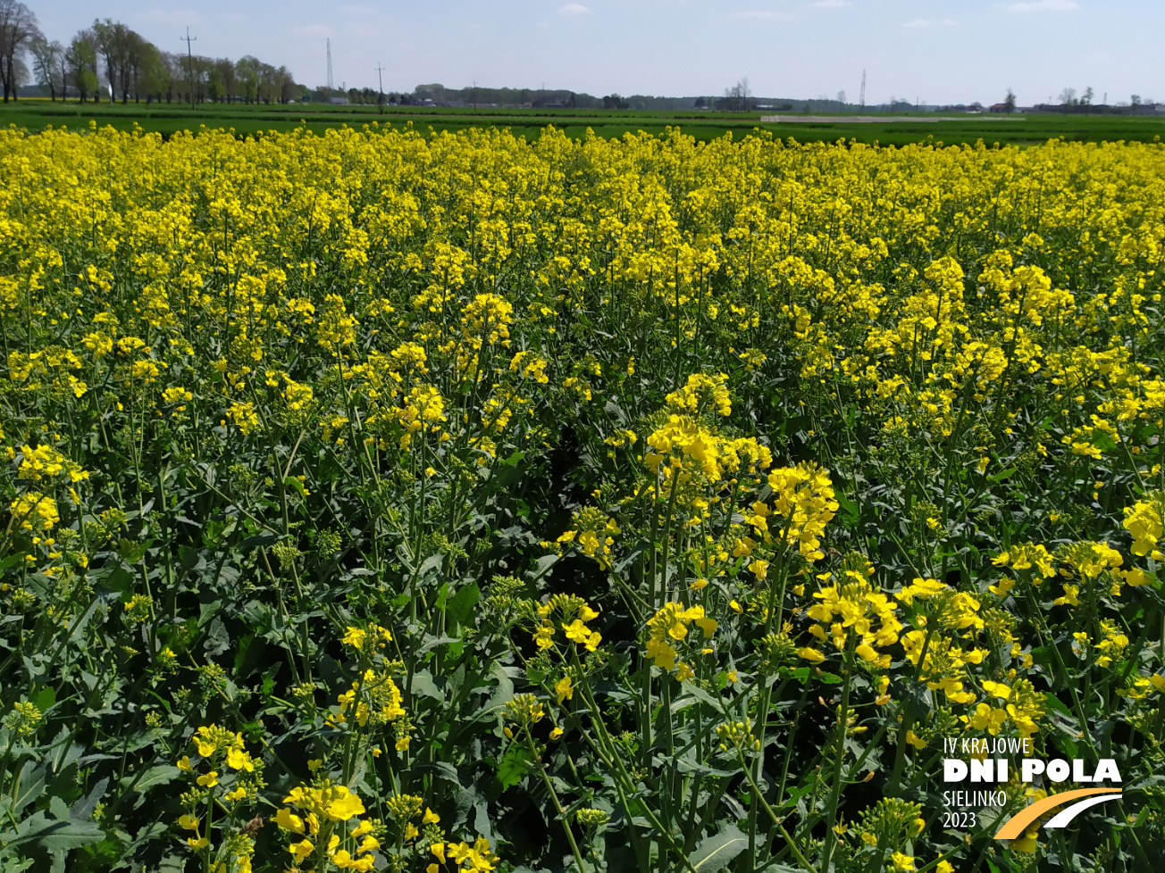 Rzepak ozimy TOM - Krajowe Dni Pola 2023