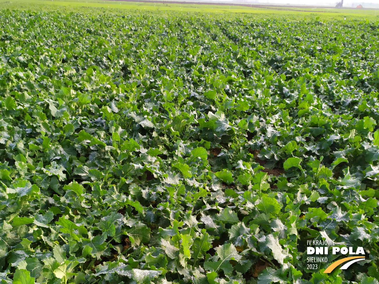 Rzepak ozimy TOM - Krajowe Dni Pola 2023