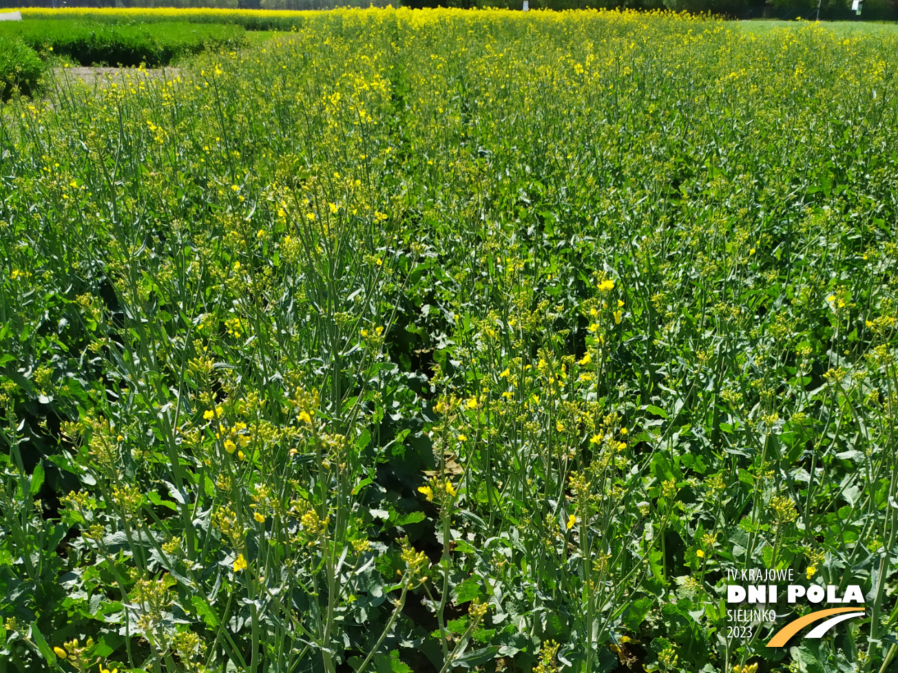 Rzepak ozimy OCHRONA STANDARDOWA - Krajowe Dni Pola 2023