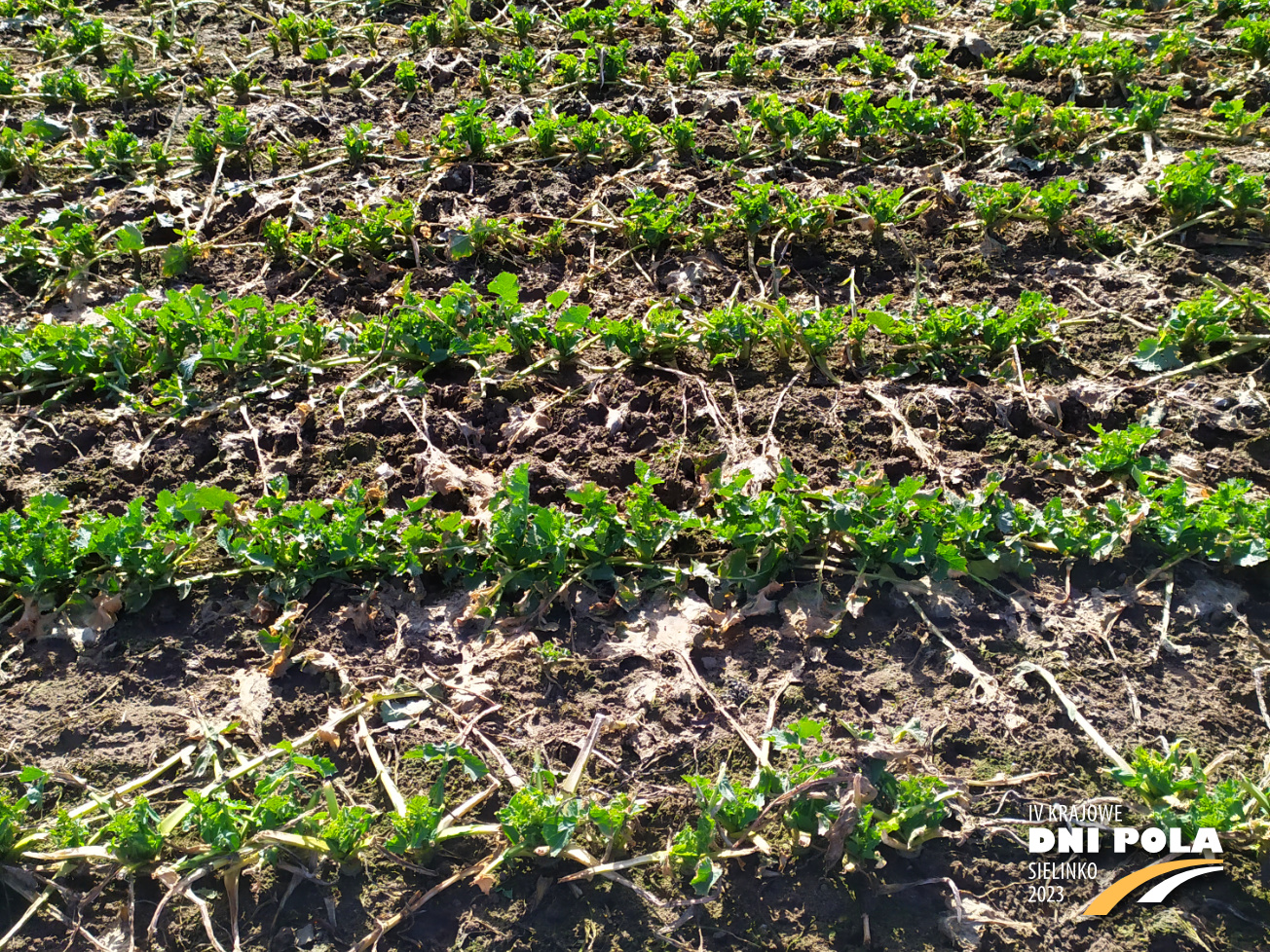 Rzepak ozimy doświadczenie nawozowe - bez potasu - Krajowe Dni Pola 2023