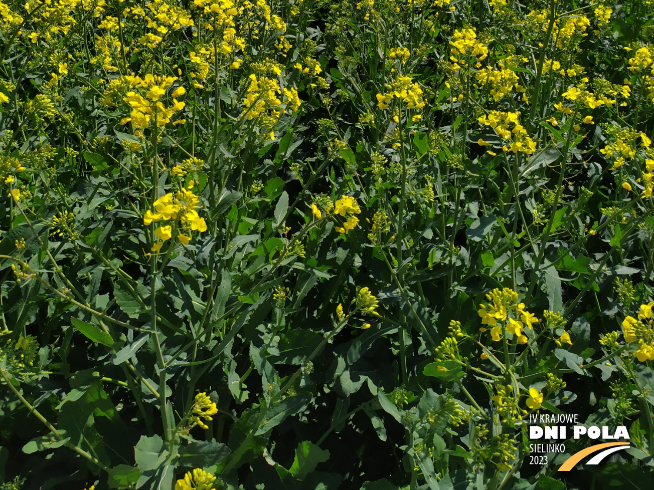 Rzepak ozimy JUREK - Krajowe Dni Pola 2023