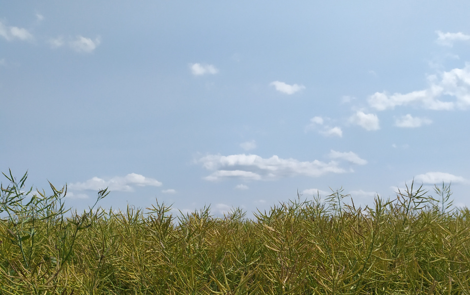 Rapool Polska Rzepak ozimy - Krajowe Dni Pola 2023