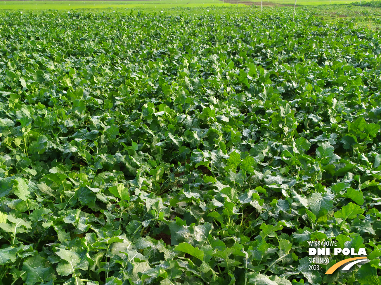Rzepak ozimy JUREK - Krajowe Dni Pola 2023