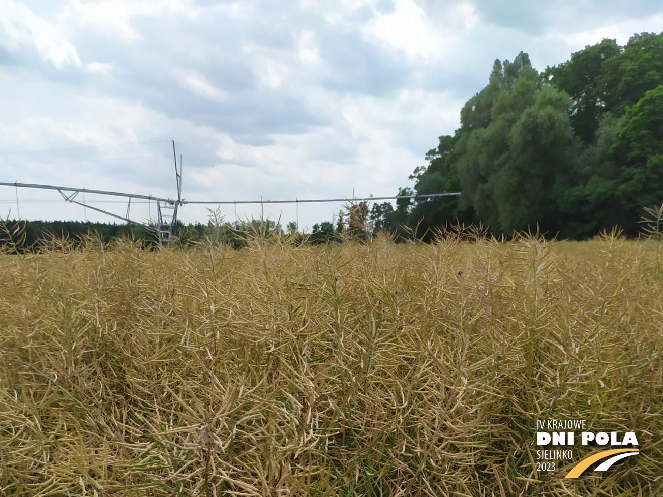 Rzepak ozimy doświadczenie nawozowe - Krajowe Dni Pola 2023