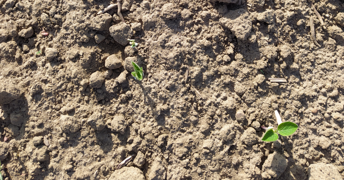 Soja VIOLA - Krajowe Dni Pola 2023