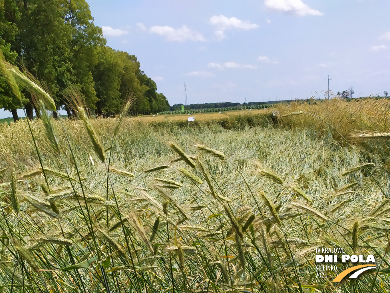 Żyto jare SM ANANKE - Krajowe Dni Pola 2023