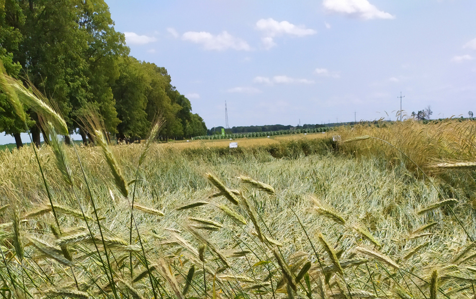 Żyto jare - Krajowe Dni Pola 2023