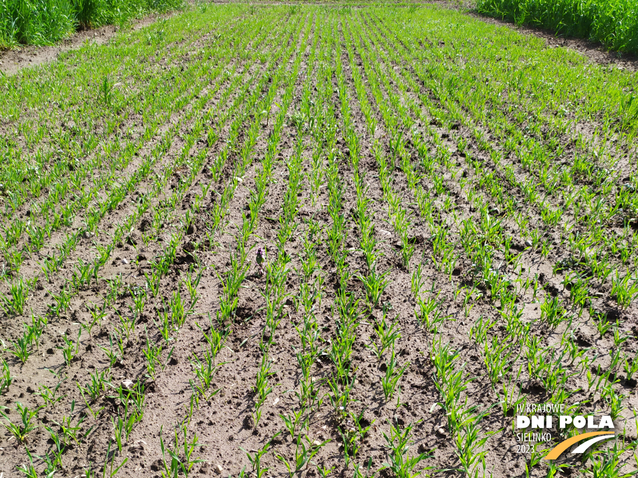 Żyto jare SM ANANKE - Krajowe Dni Pola 2023